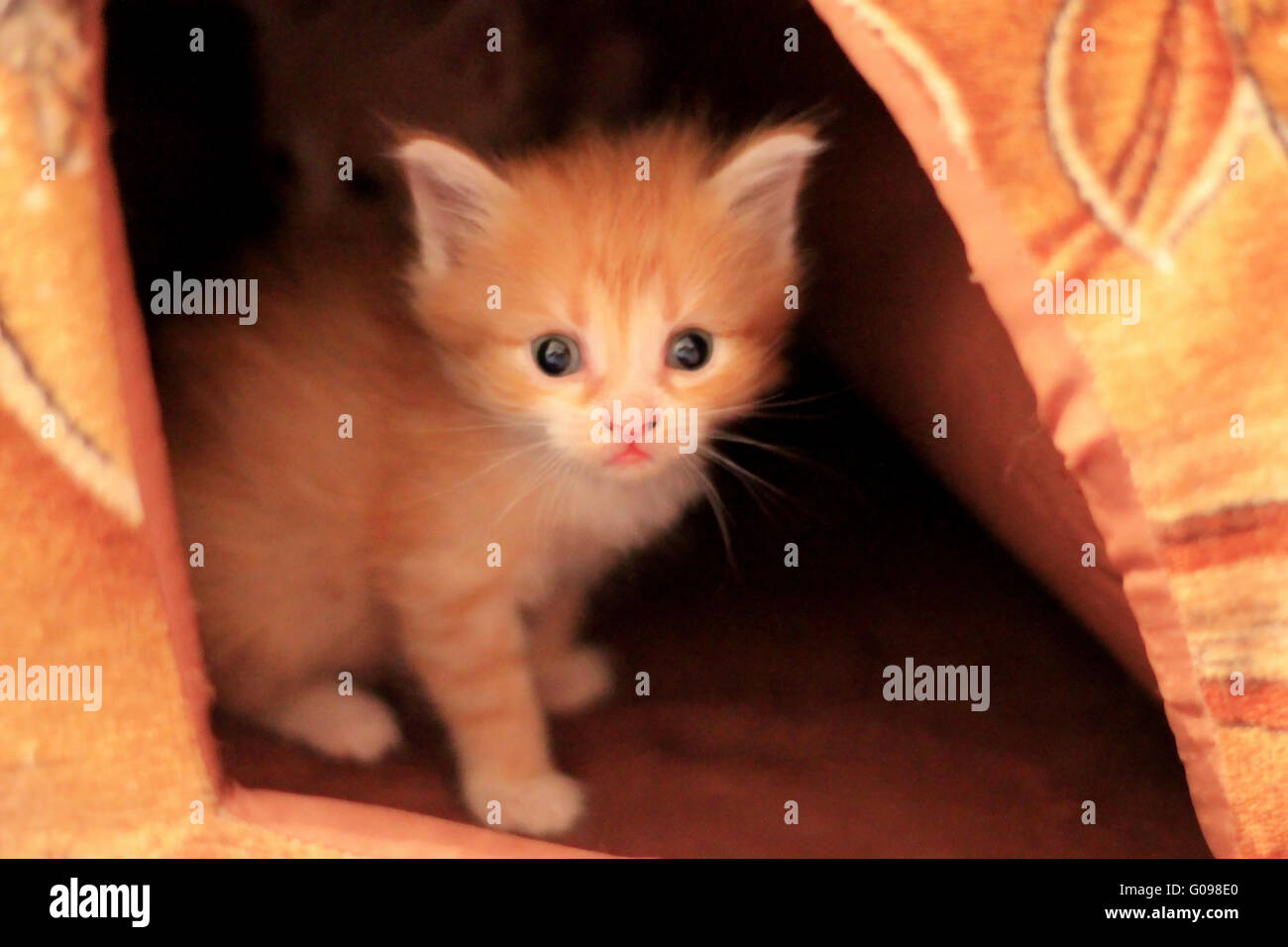 Cute newborn baby kitten sitting in your house Stock Photo - Alamy