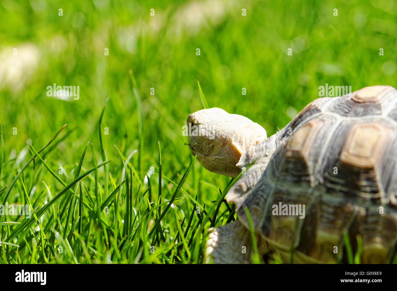 African Spurred Tortoise (Geochelone sulcata) in the garden Stock Photo ...