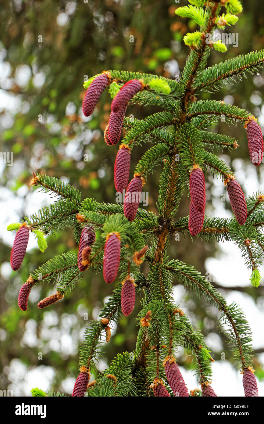 pine tree with fresh pine shoots and red pinecones Stock Photo - Alamy