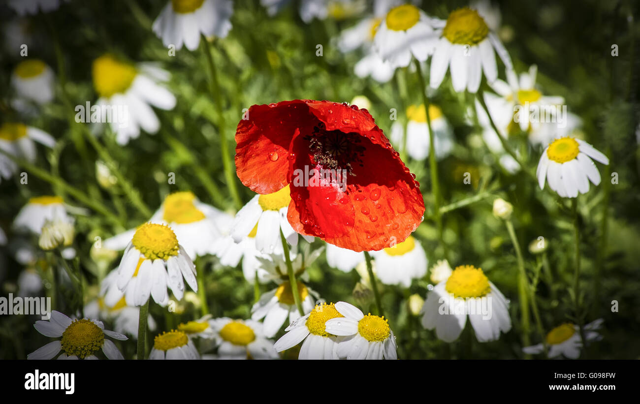 Natural poppy hi-res stock photography and images - Alamy