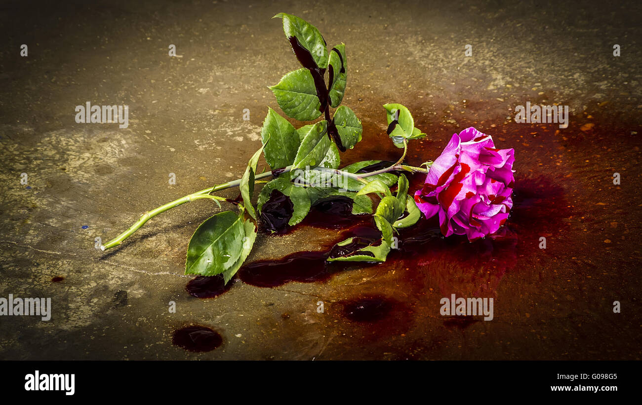 Bloody red rose hi-res stock photography and images - Alamy