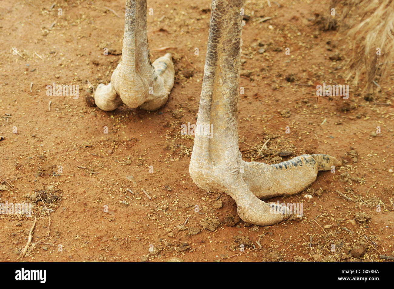 Emu legs hi-res stock photography and images - Alamy