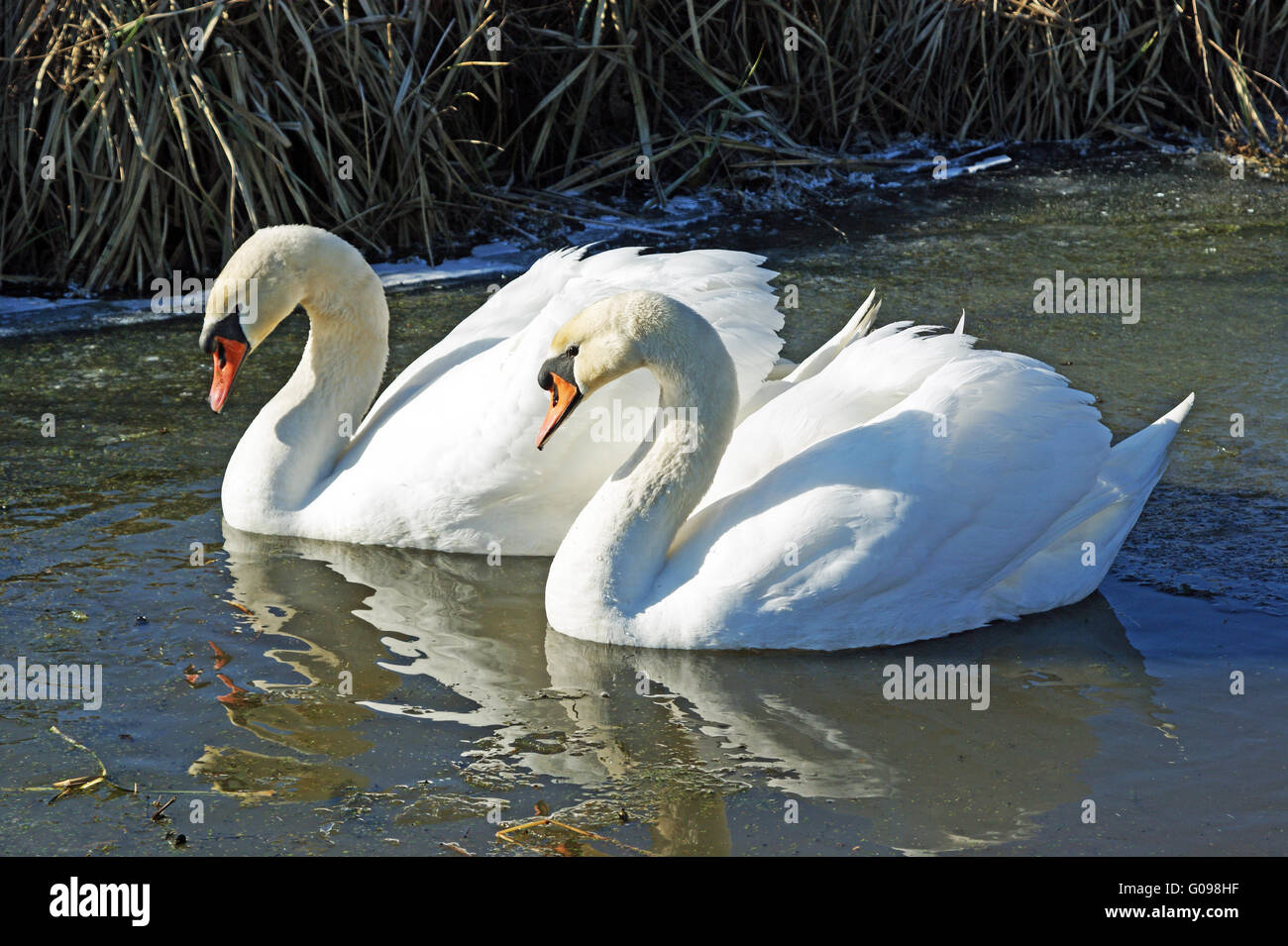 Swan creature hi-res stock photography and images - Alamy