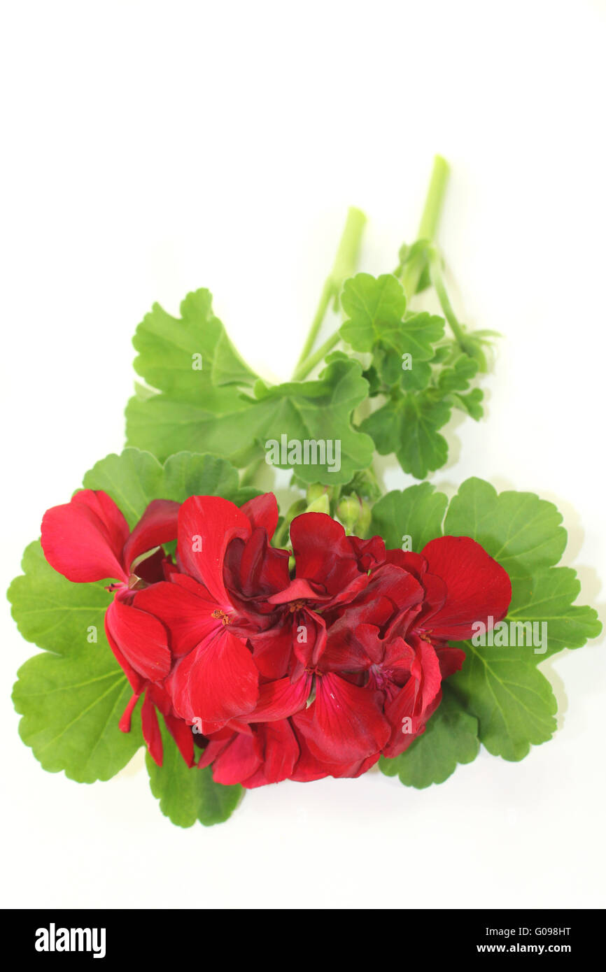 Geranium hintergrund Cut Out Stock Images & Pictures - Alamy