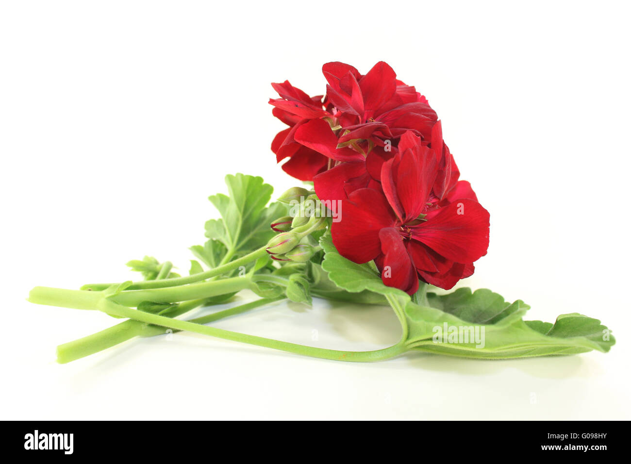 Geranium hintergrund hi-res stock photography and images - Alamy