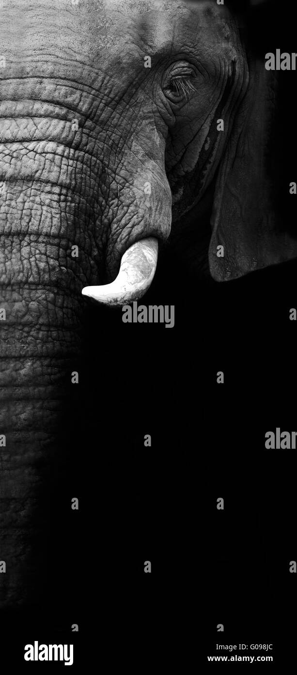 Very thick skin Black and White Stock Photos & Images - Alamy