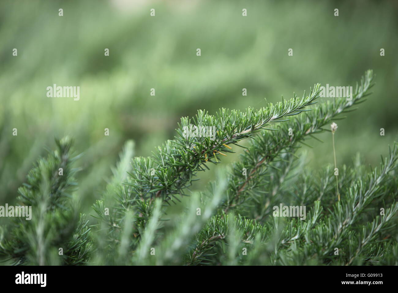 Evergreen pine tree needles Stock Photo - Alamy