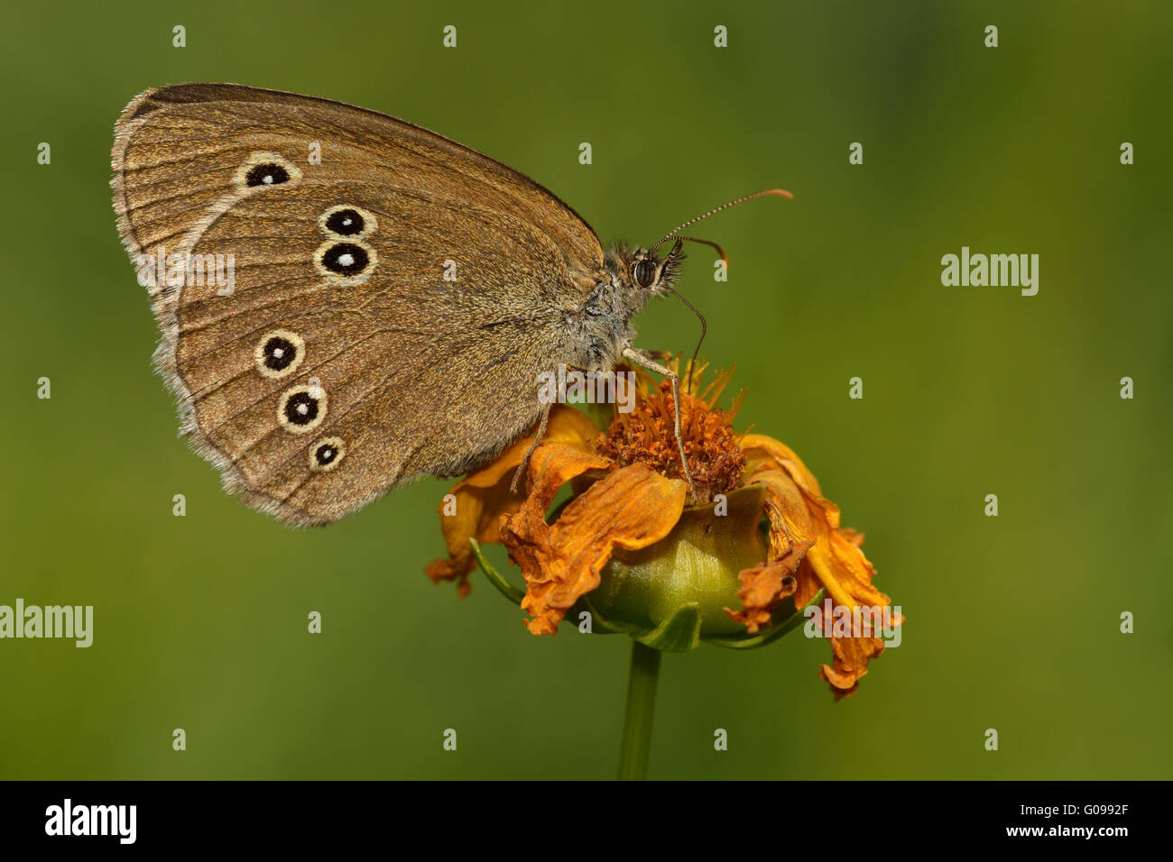 Ringlet Butterfly Flower High Resolution Stock Photography and Images ...