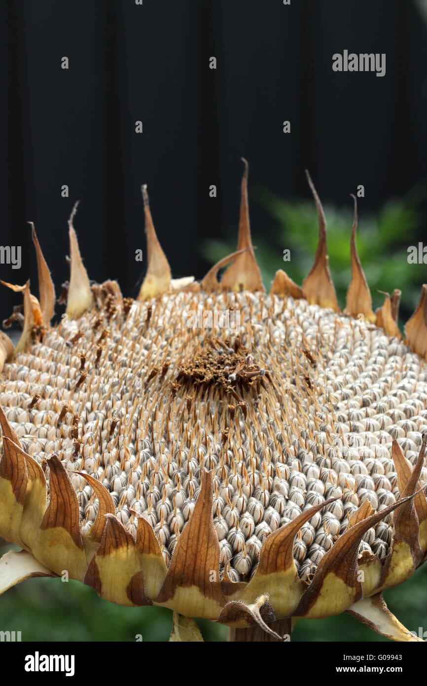 Close up of Fresh sunflower seeds on sunflower seed crown Stock Photo ...