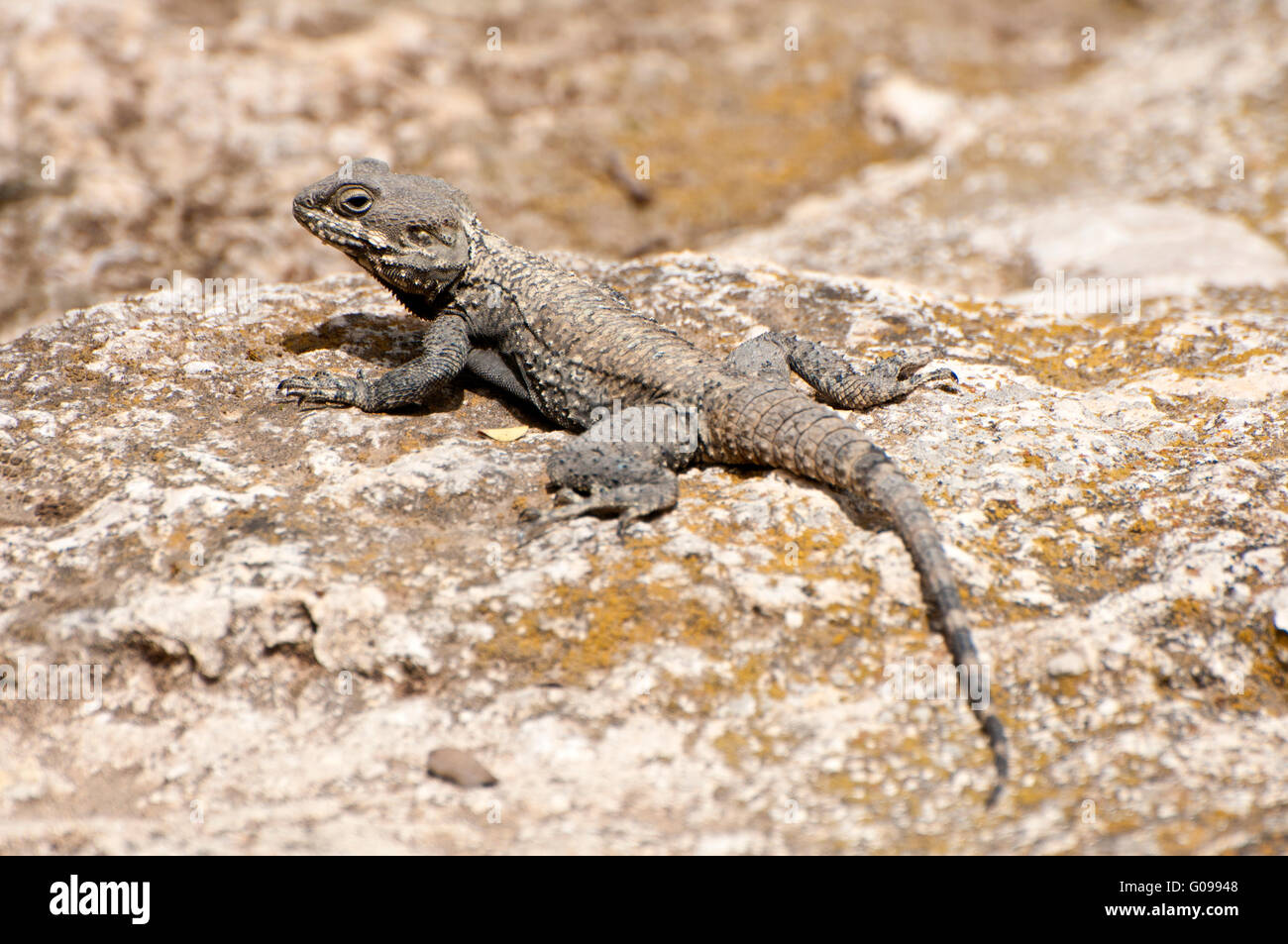 Starred agama lizard hi-res stock photography and images - Alamy