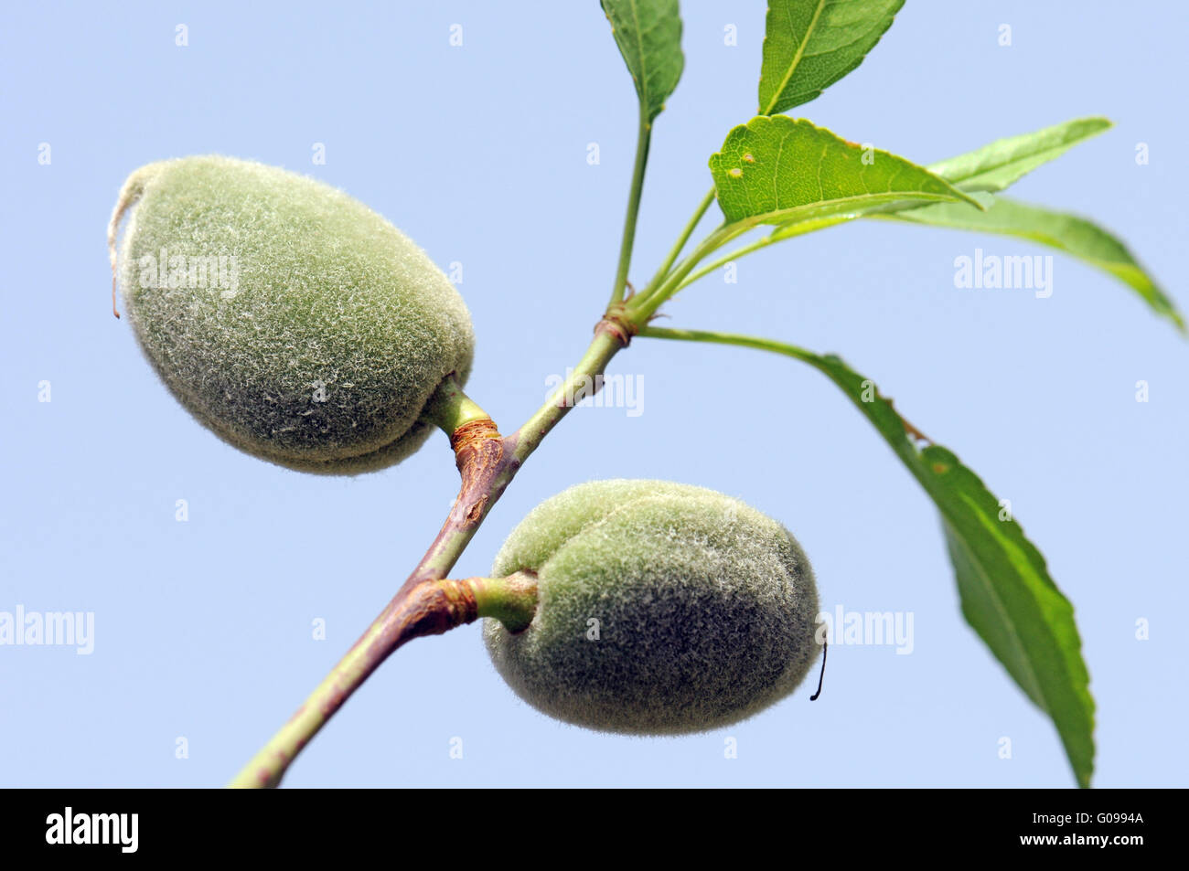 Two raw almonds on a branch Stock Photo - Alamy