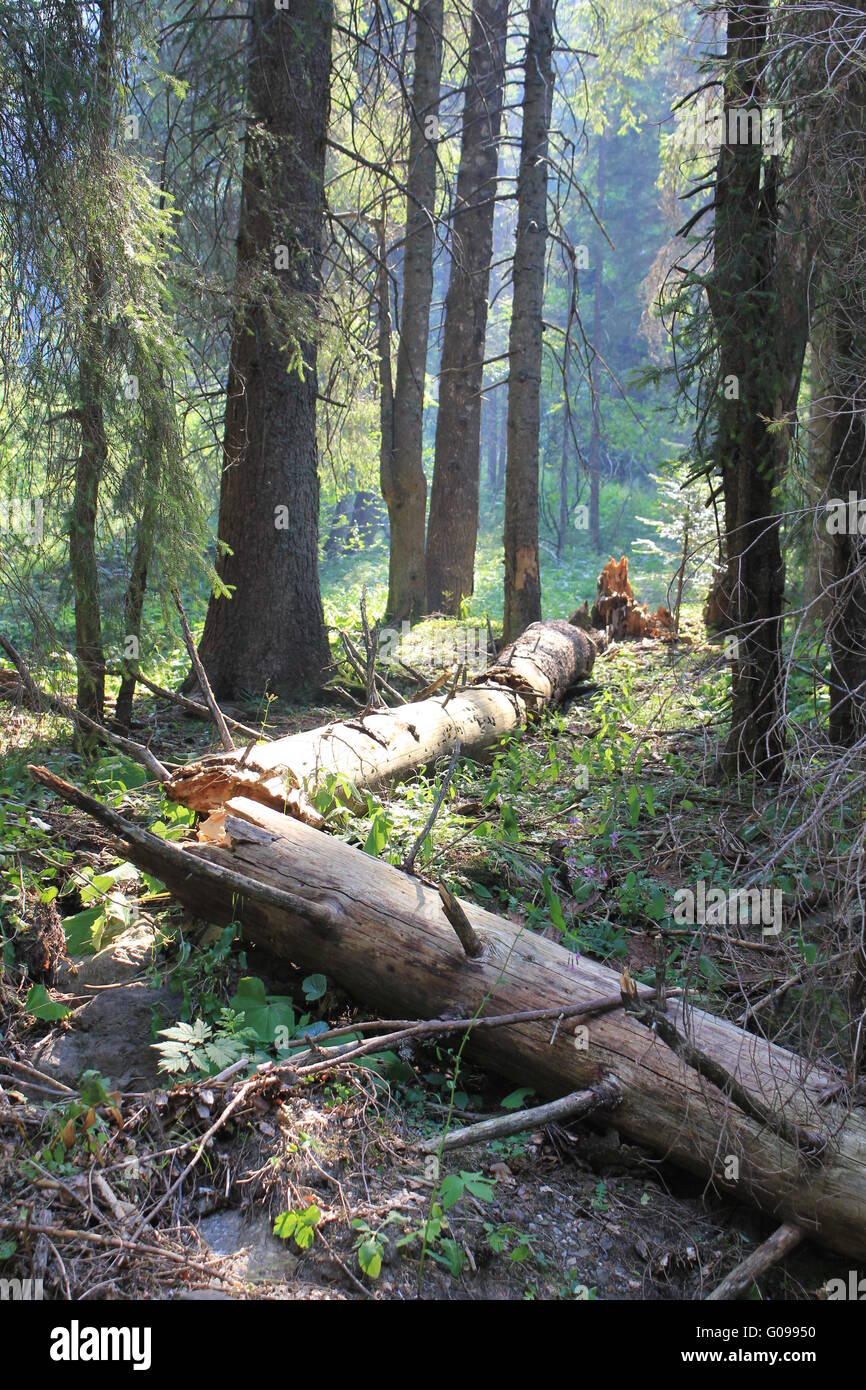 Forest greenery hi-res stock photography and images - Alamy