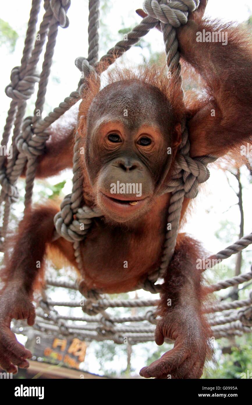 Tier affe tierwelt affe hi-res stock photography and images - Alamy