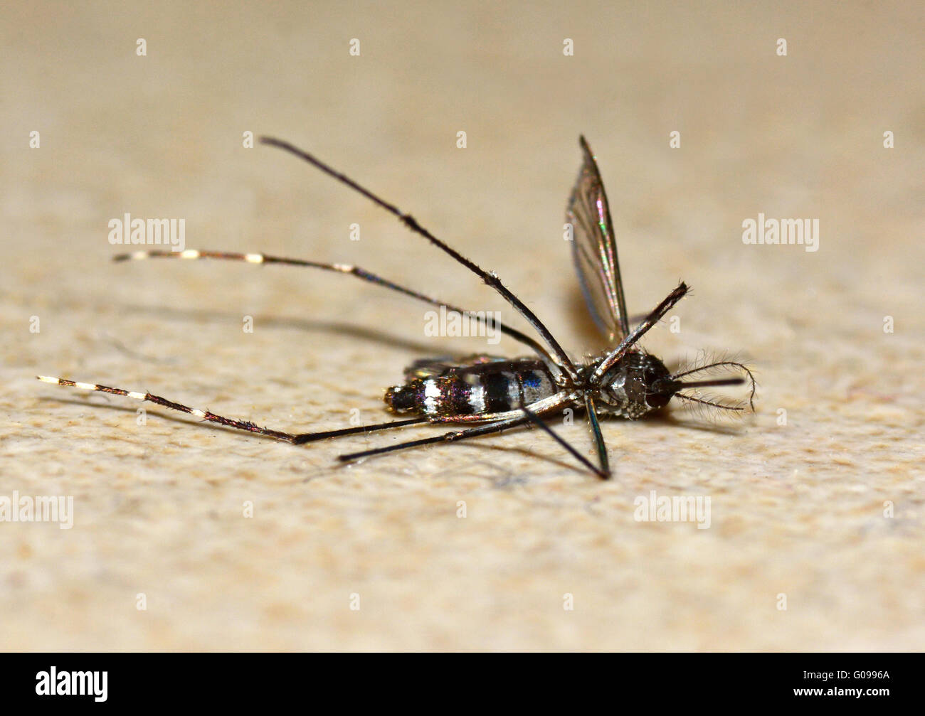 Chikungunya mosquito hi-res stock photography and images - Alamy
