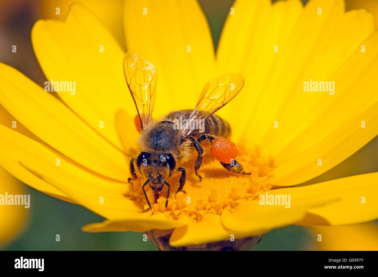 Bee pollinating chrysanthemum coronarium Stock Photo - Alamy