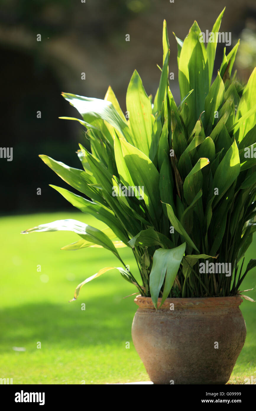Pot plant in a garden Stock Photo - Alamy