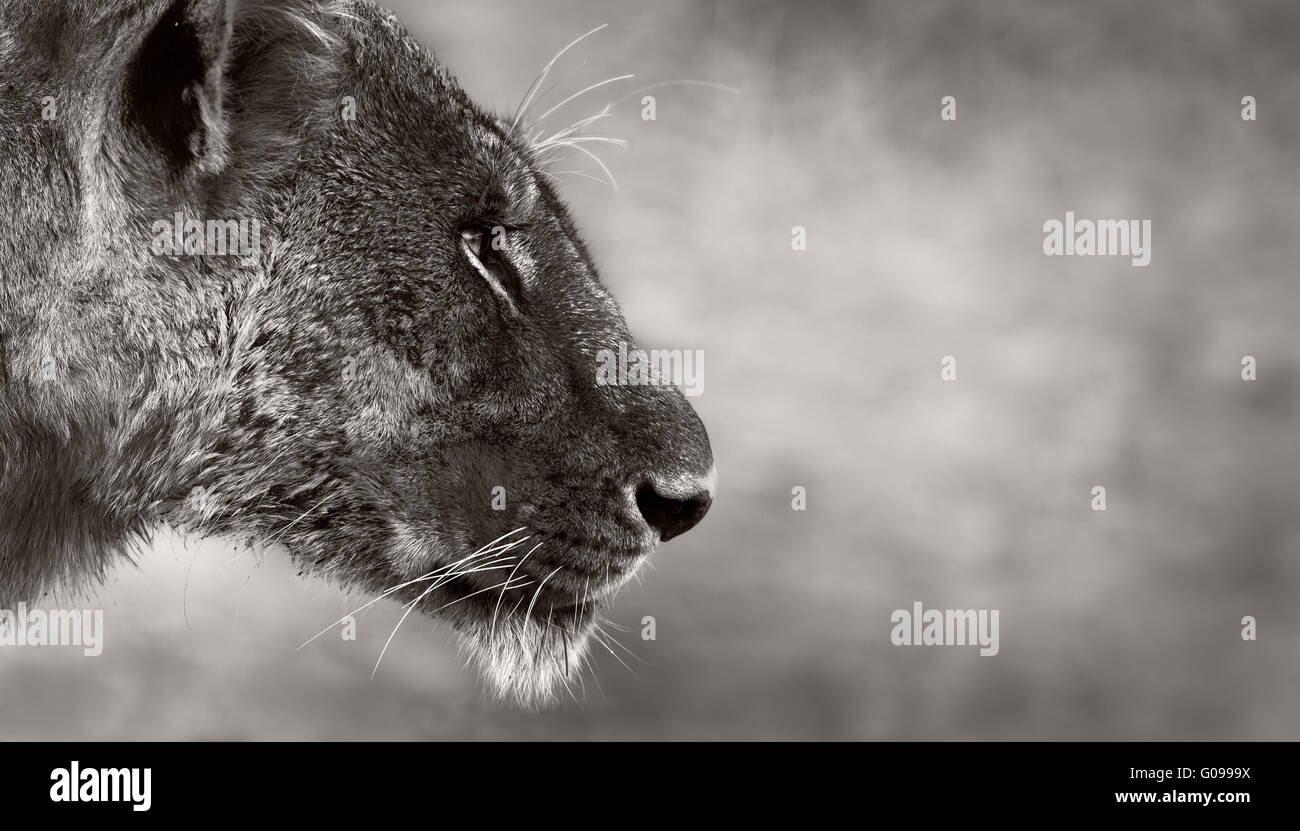 Lion side view hi-res stock photography and images - Alamy