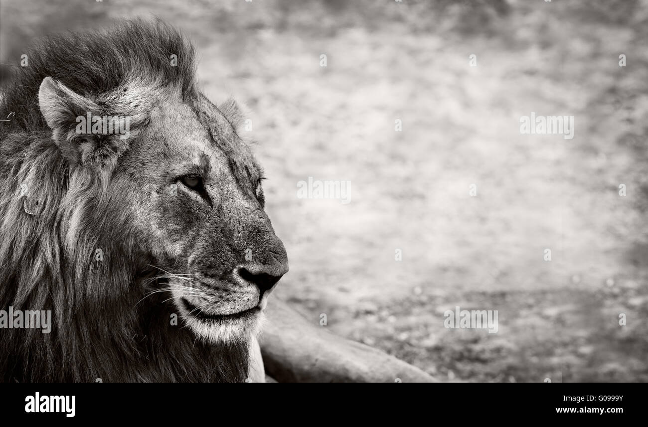 Aggressive lion head hi-res stock photography and images - Alamy