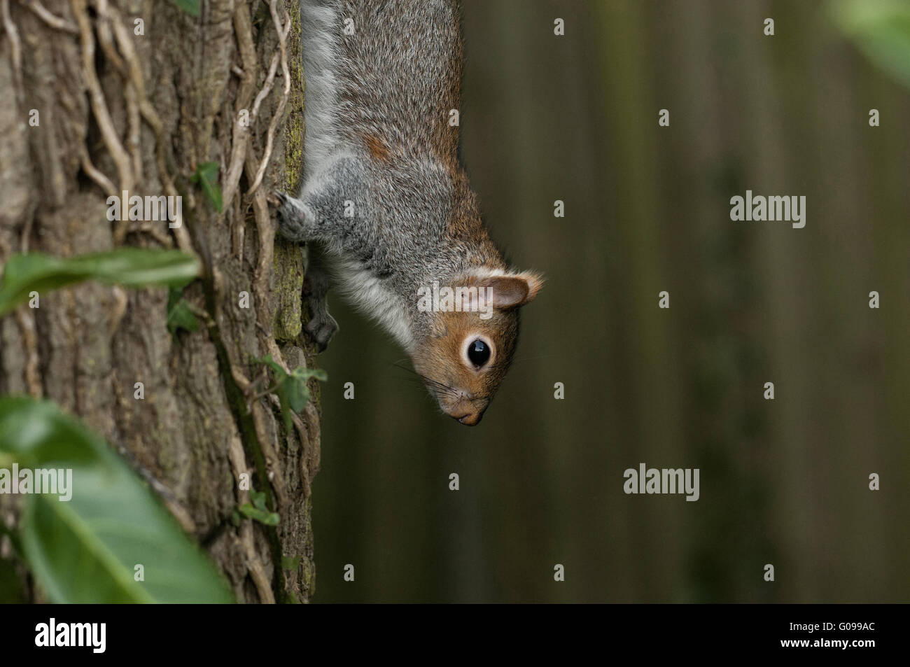 Closeup grey squirrel front paw hi-res stock photography and images - Alamy