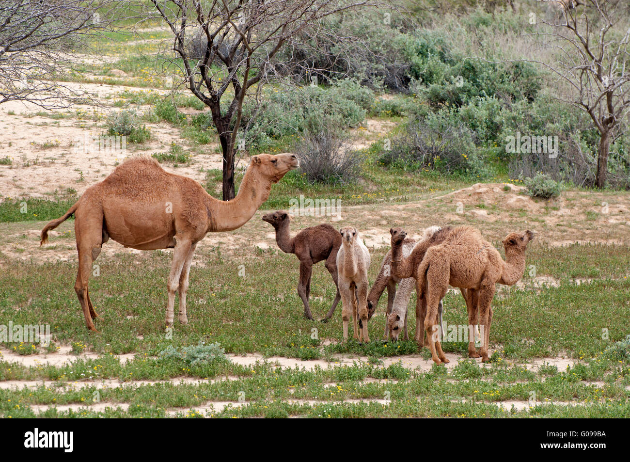 Camel With Group of young Stock Photo - Alamy