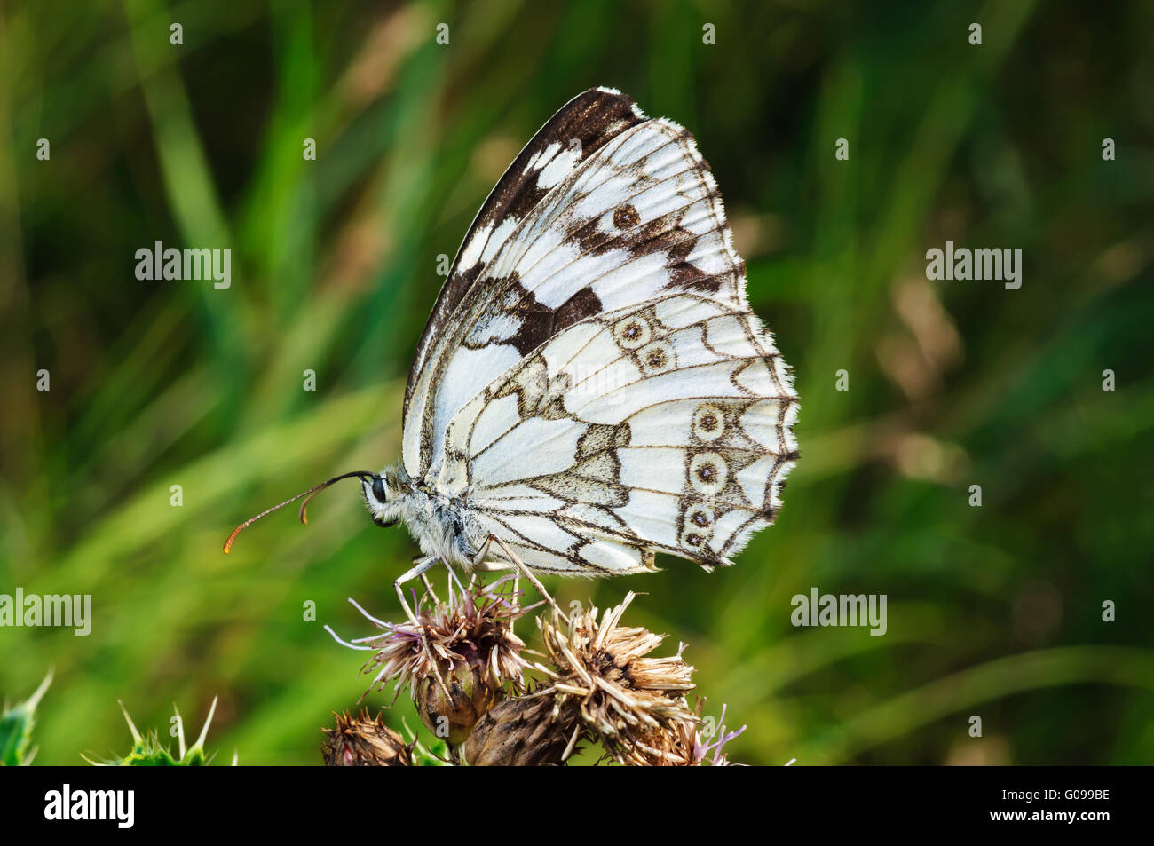 Butterfly on a dry flower Stock Photo - Alamy