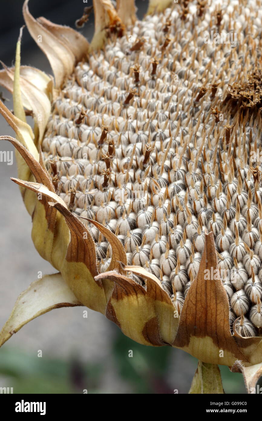 Close up of Fresh sunflower seeds on sunflower seed crown Stock Photo ...