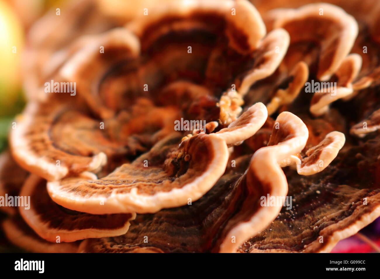 Exotic mushroom hi-res stock photography and images - Alamy