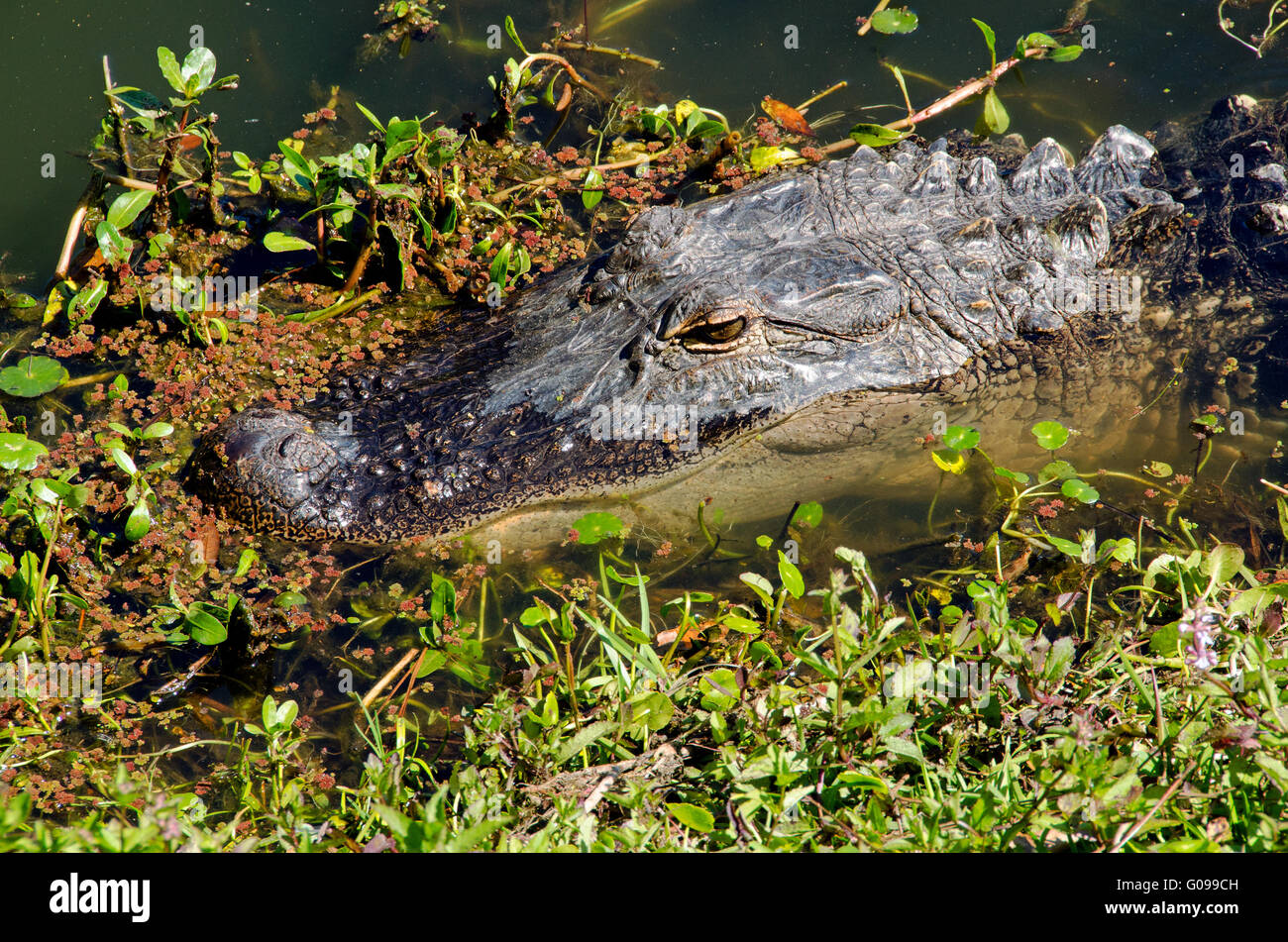 Louisiana State Reptile