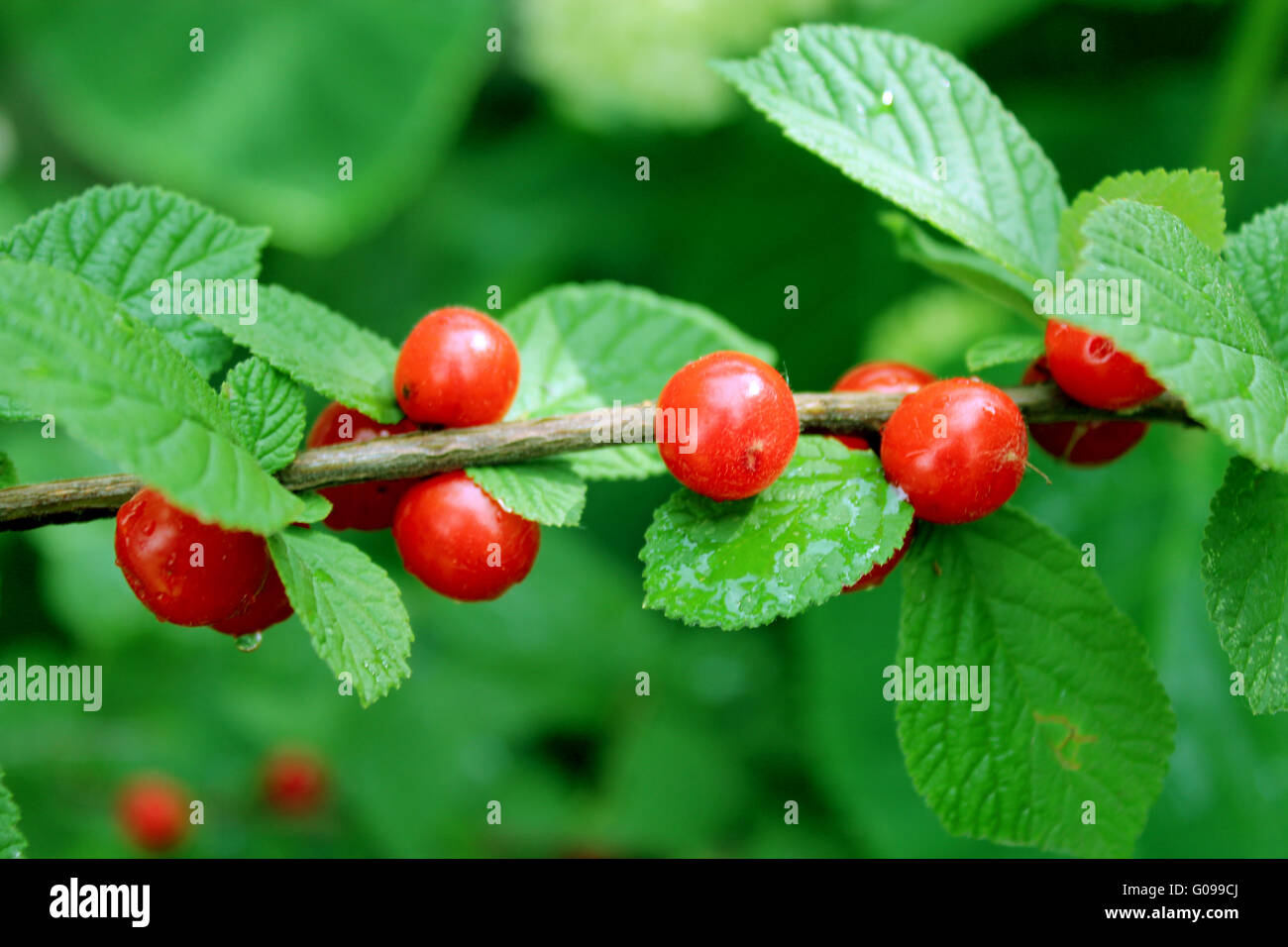 branch with red berry of Prunus tomentosa Stock Photo - Alamy