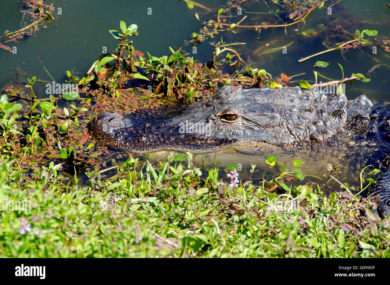 American alligator rests on the edge of wetlands on Hilton Head Island ...