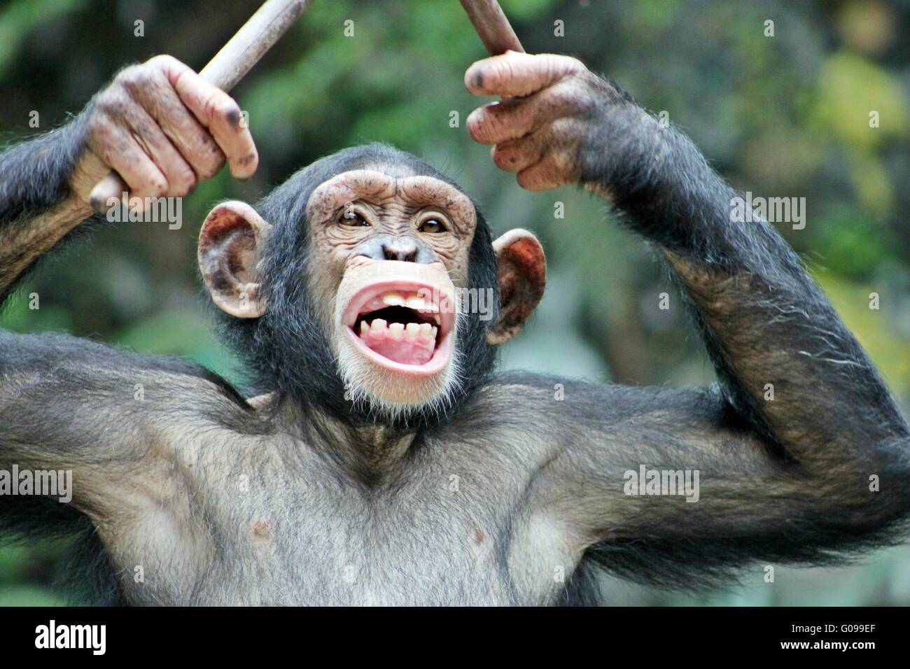 Tier affe tierwelt affe hi-res stock photography and images - Alamy