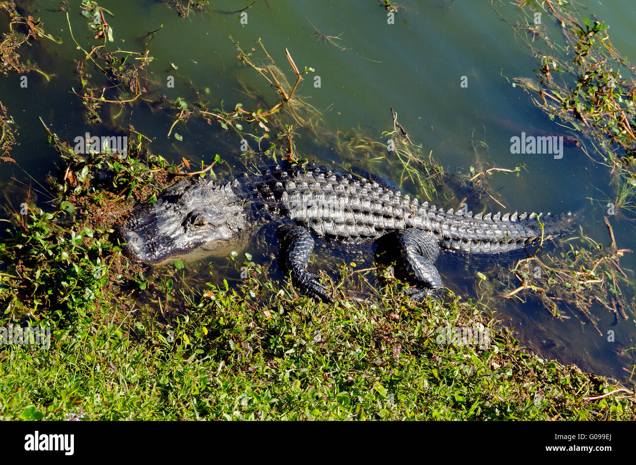 American alligator rests on the edge of wetlands on Hilton Head Island ...