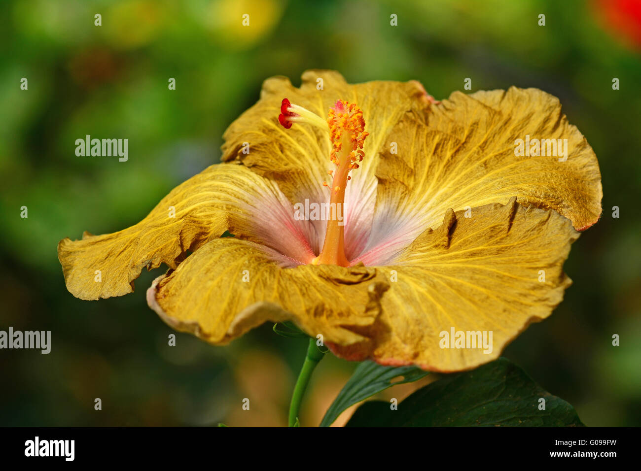 Golden Hibiscus flower close up Stock Photo - Alamy