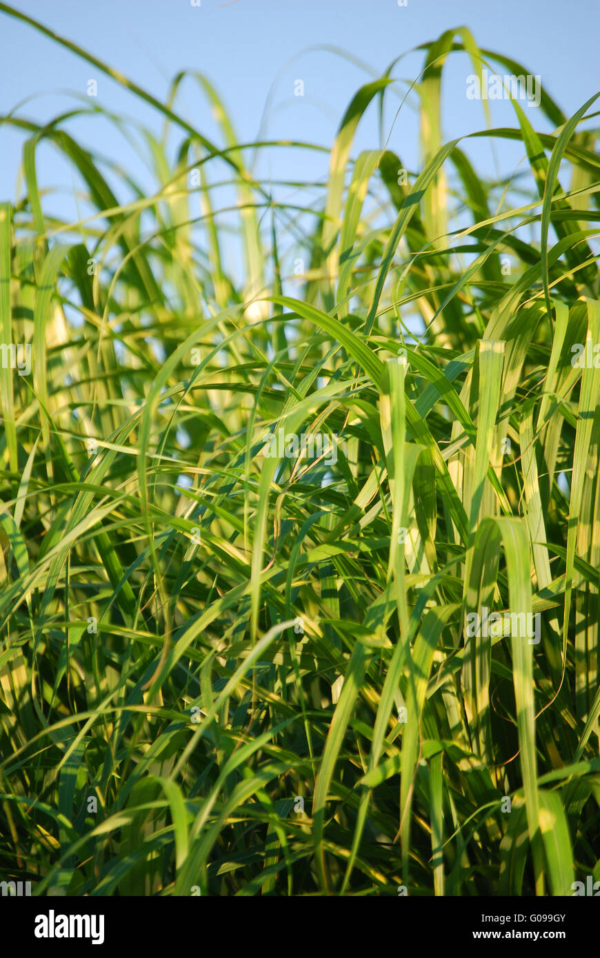 Blades of grasses hi-res stock photography and images - Alamy