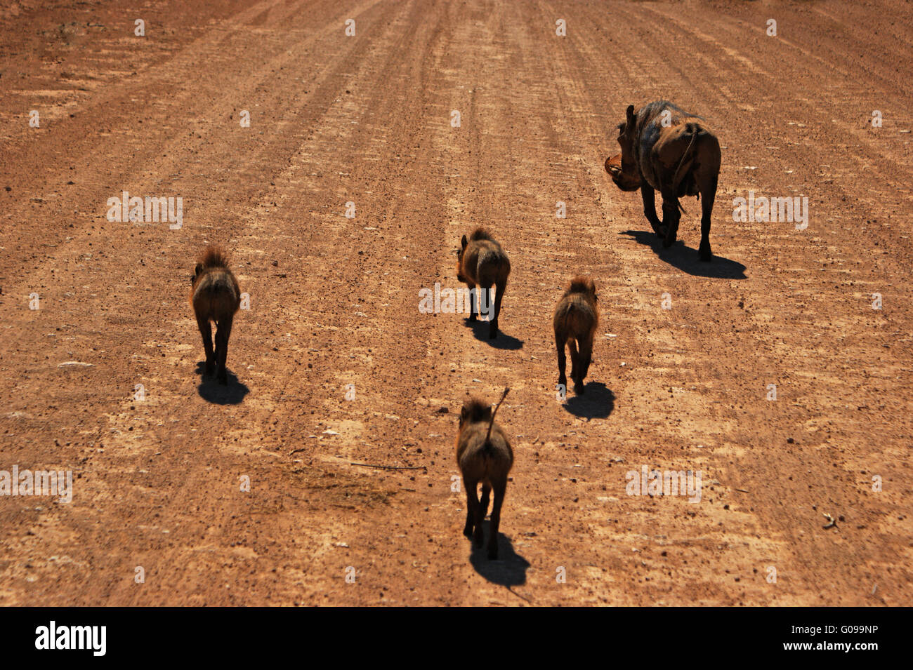 Wart hog hi-res stock photography and images - Alamy