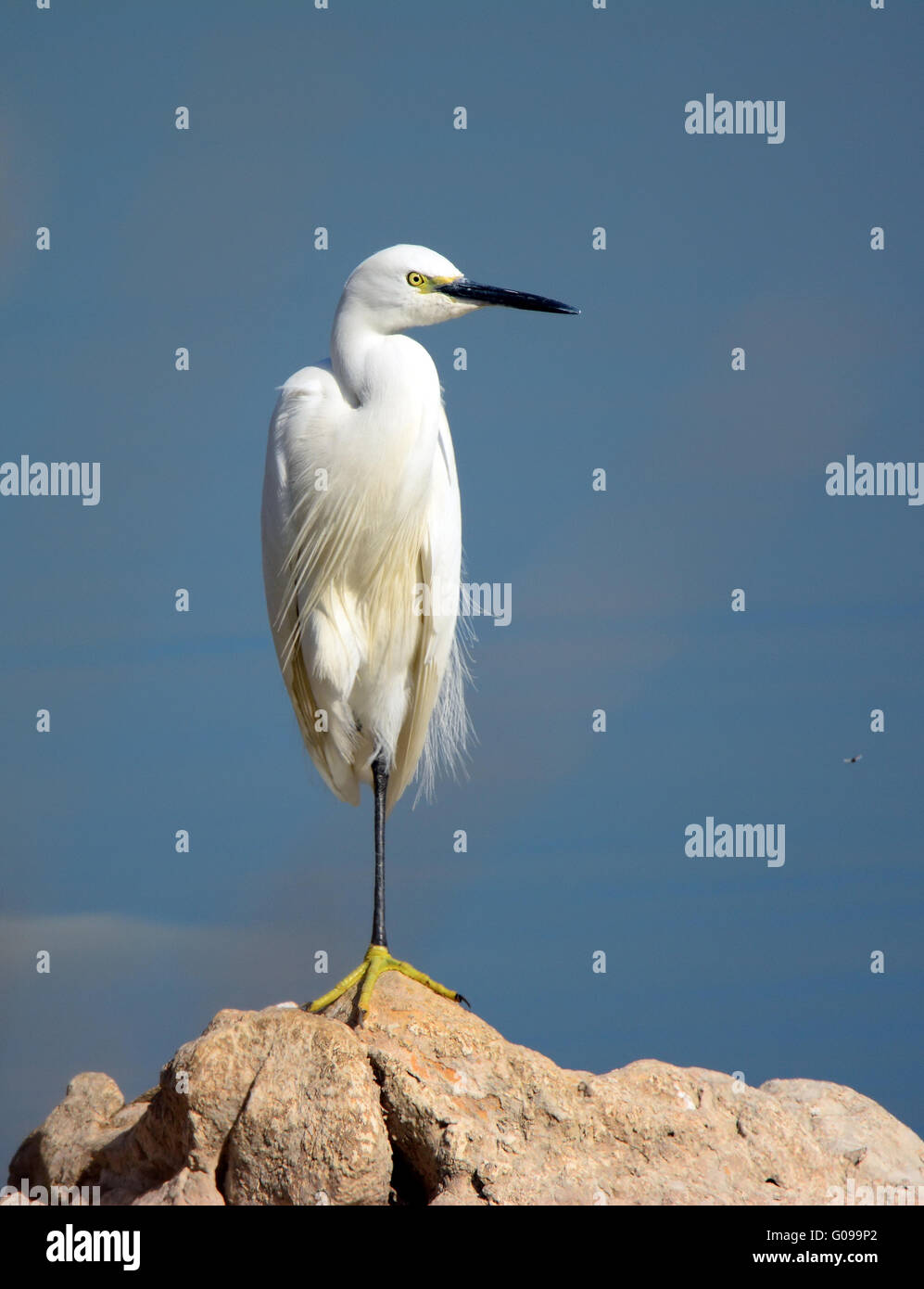 Little Egret on one leg Stock Photo - Alamy