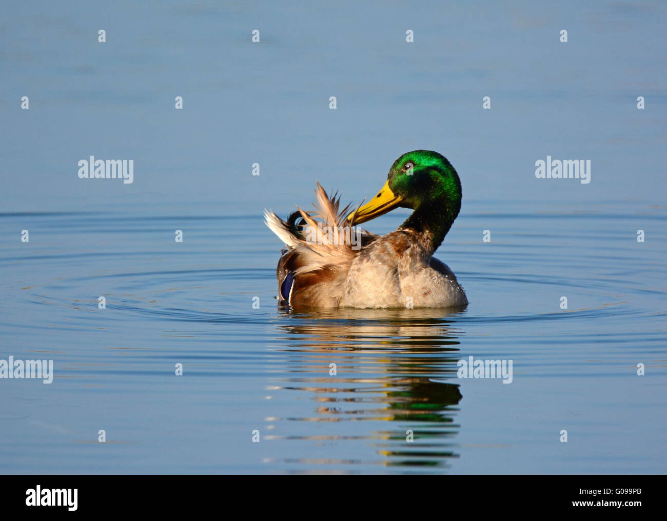 Mallard preening on water Stock Photo - Alamy