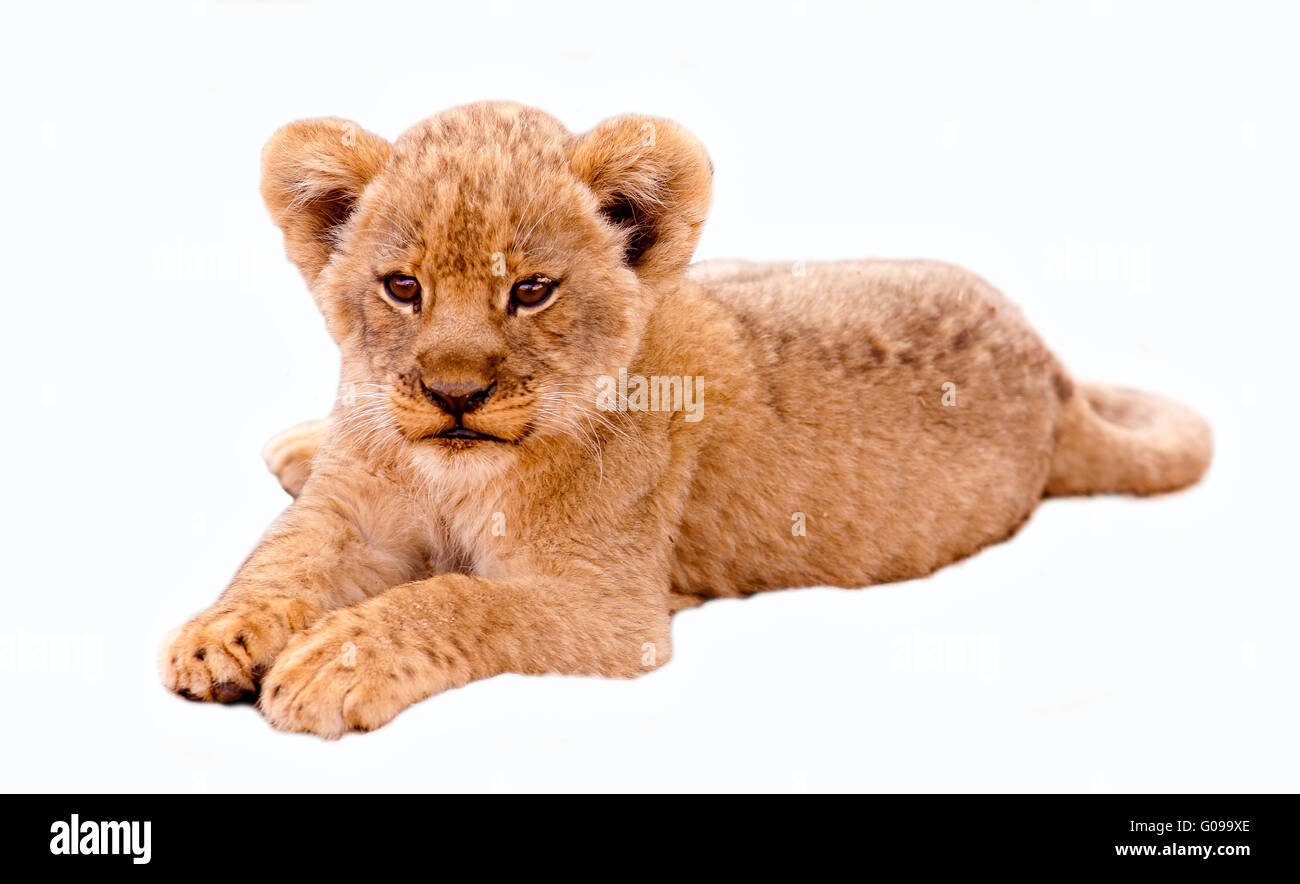 Young lion Cut Out Stock Images & Pictures - Alamy