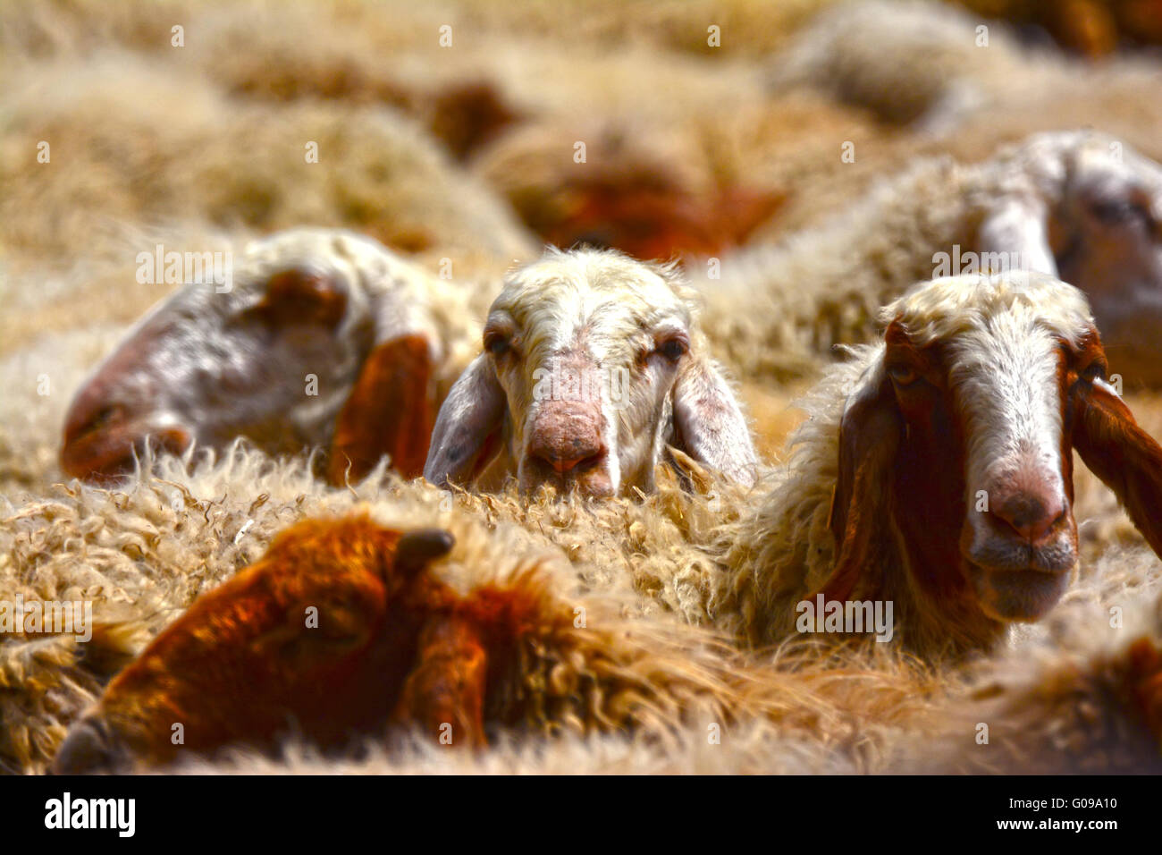 Sheep herd close up Stock Photo - Alamy
