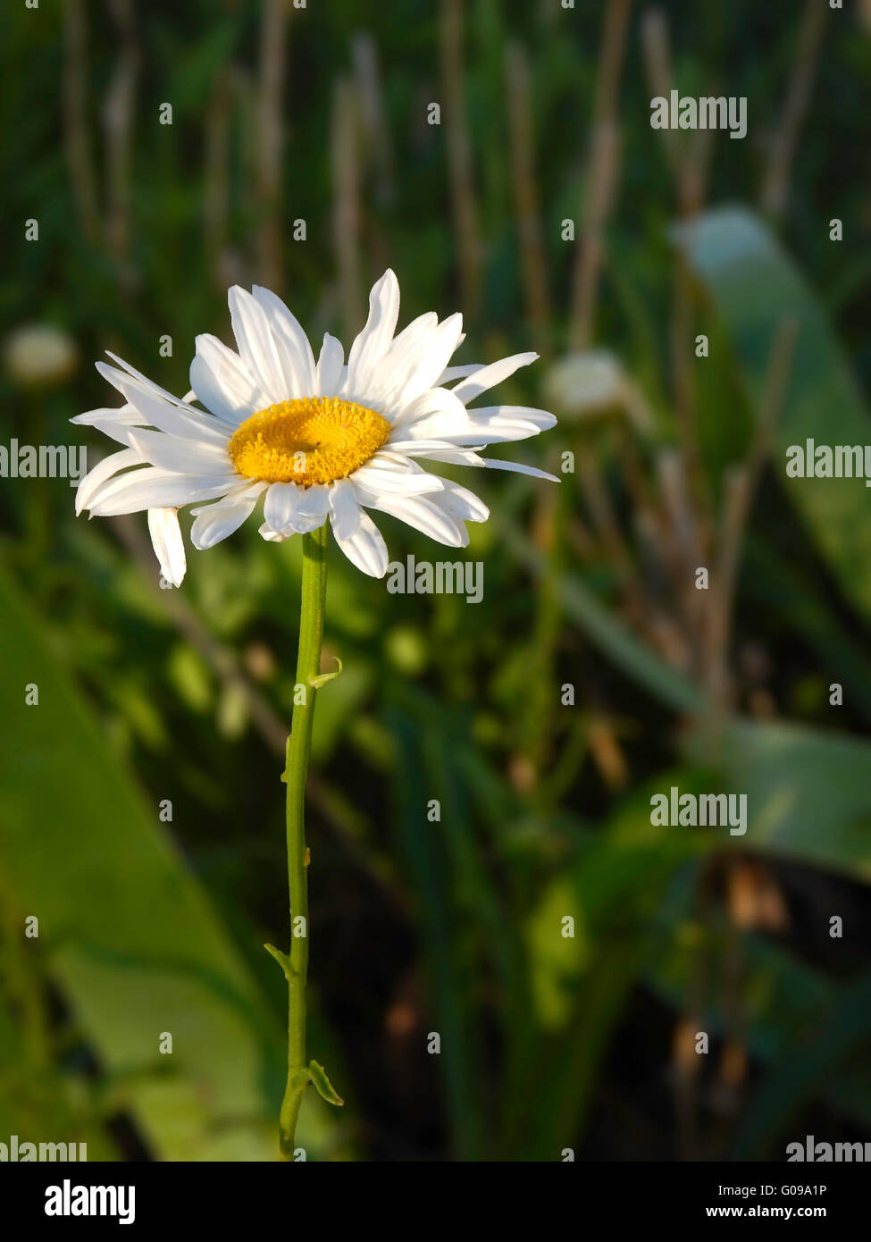 Daisy against green background Stock Photo - Alamy