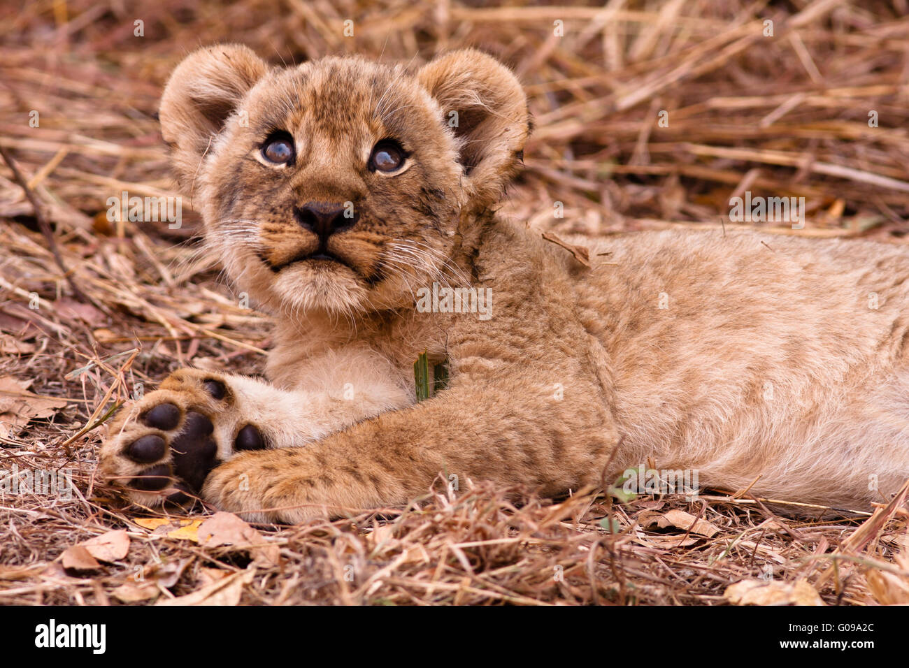 Cute lion cub looking up Stock Photo - Alamy