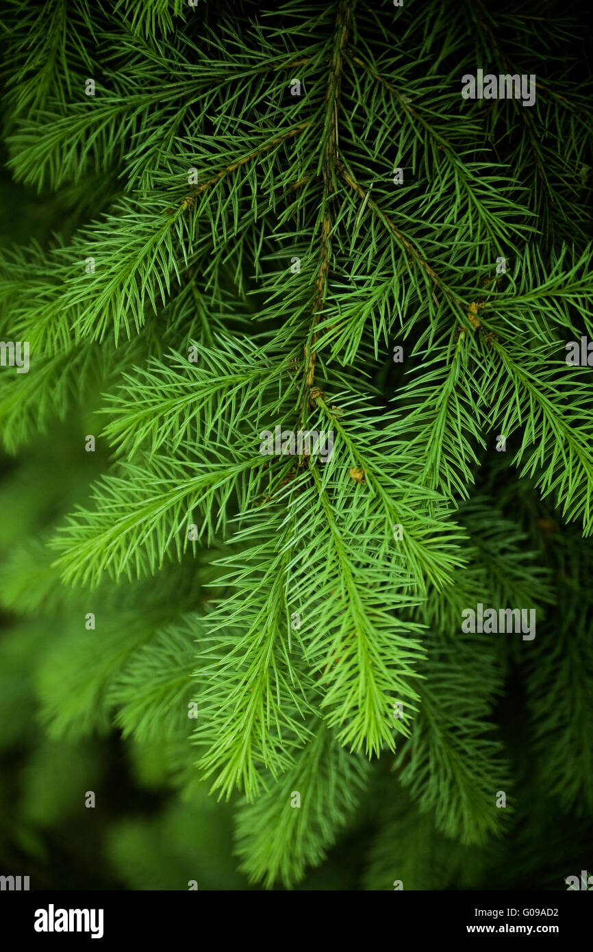 green needles as natural and holidays background Stock Photo - Alamy