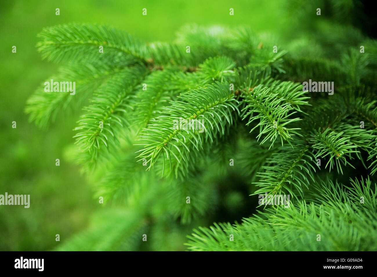 green sharp needles as natural and background Stock Photo - Alamy