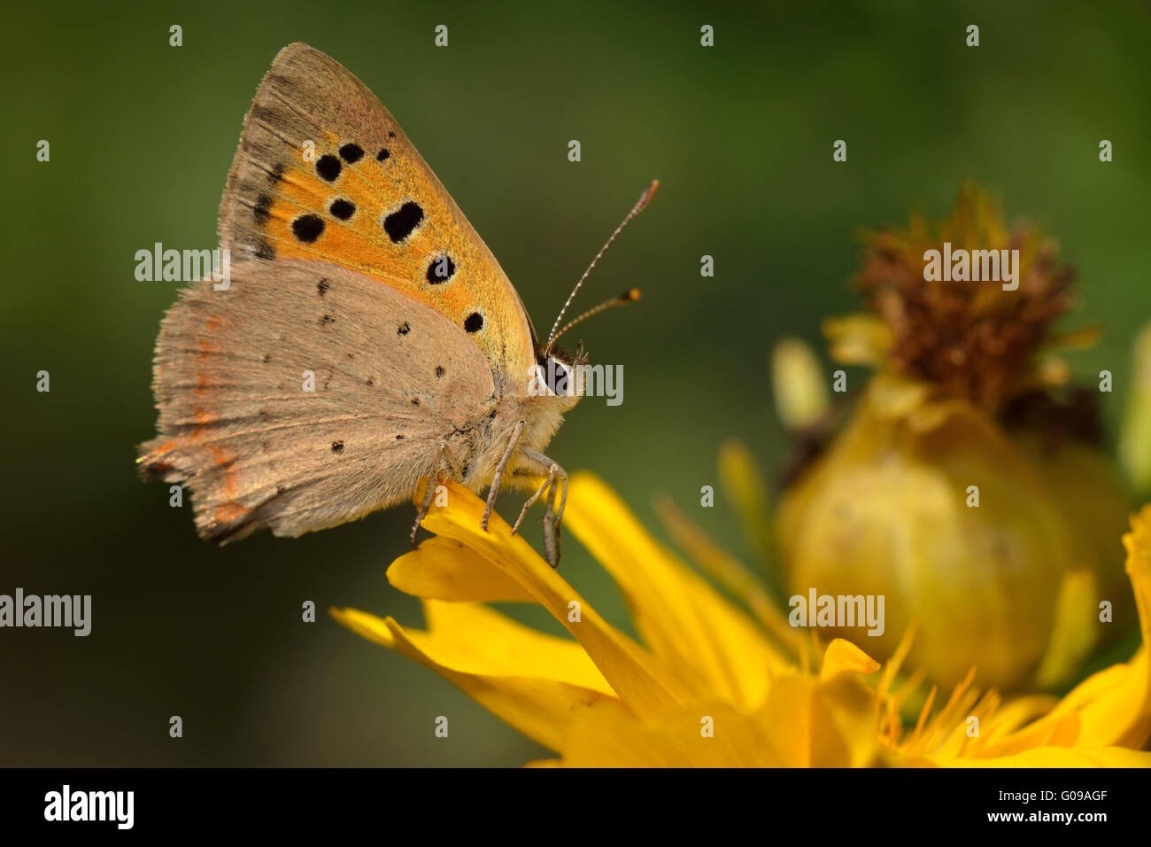 Biologie garten hi-res stock photography and images - Alamy