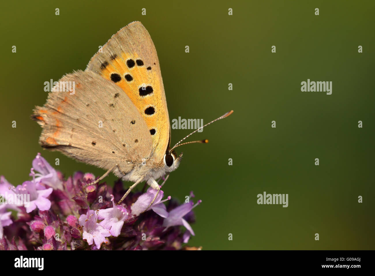 American everlasting hi-res stock photography and images - Alamy