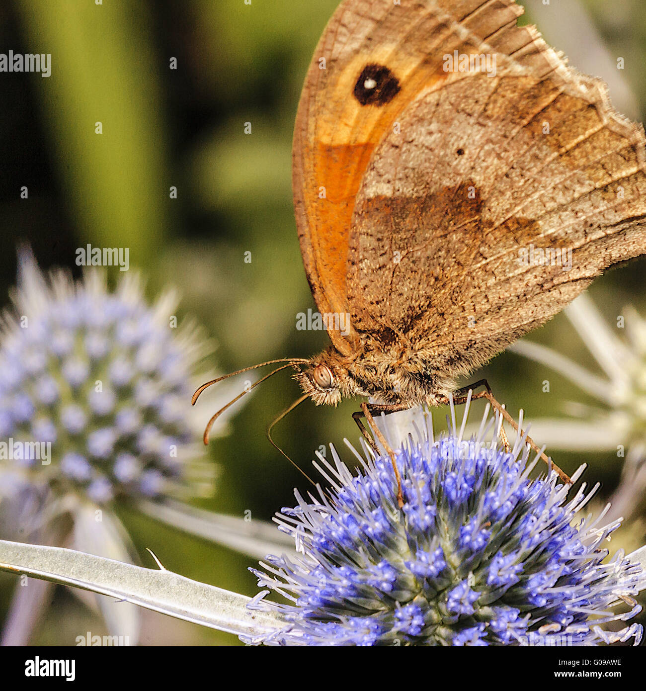 Meadow Brown Butterfly (Maniola jurtina) On Sea H Stock Photo - Alamy