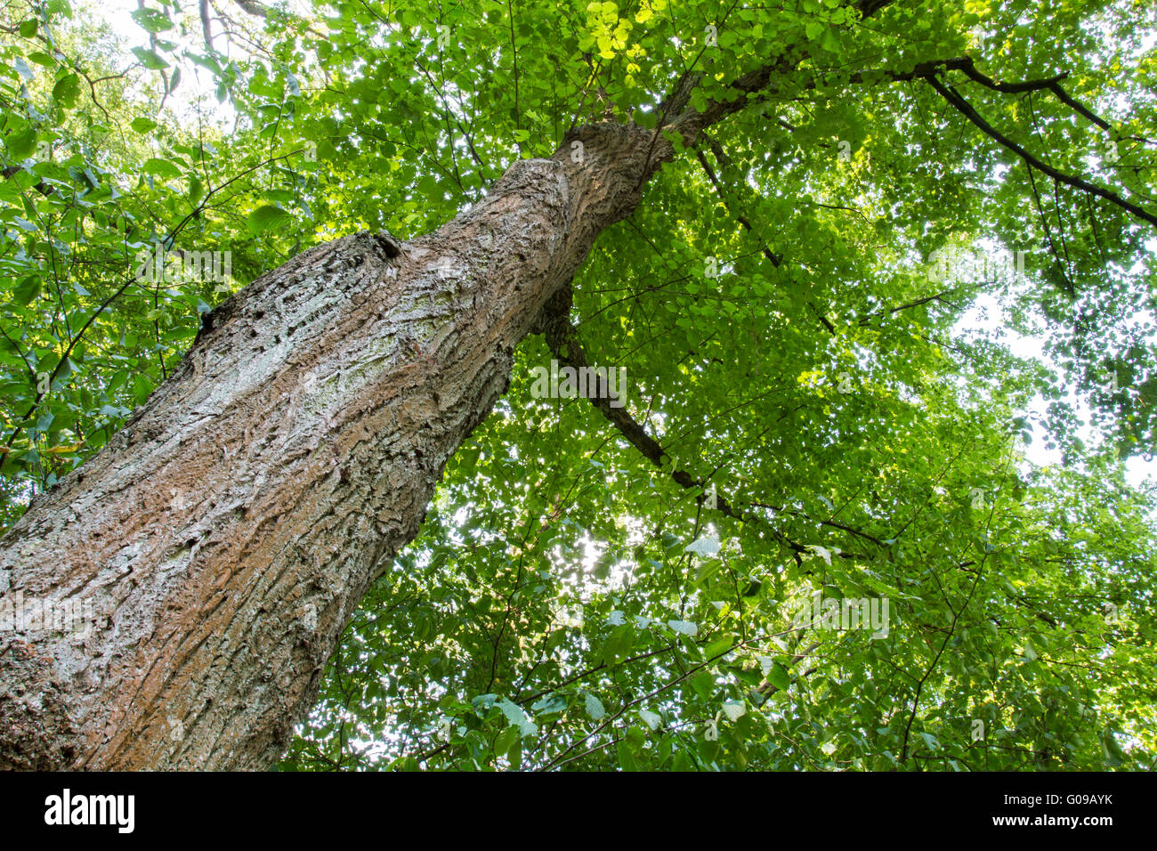 Diagonal tree trunk in vertical composition with green leaves Stock ...