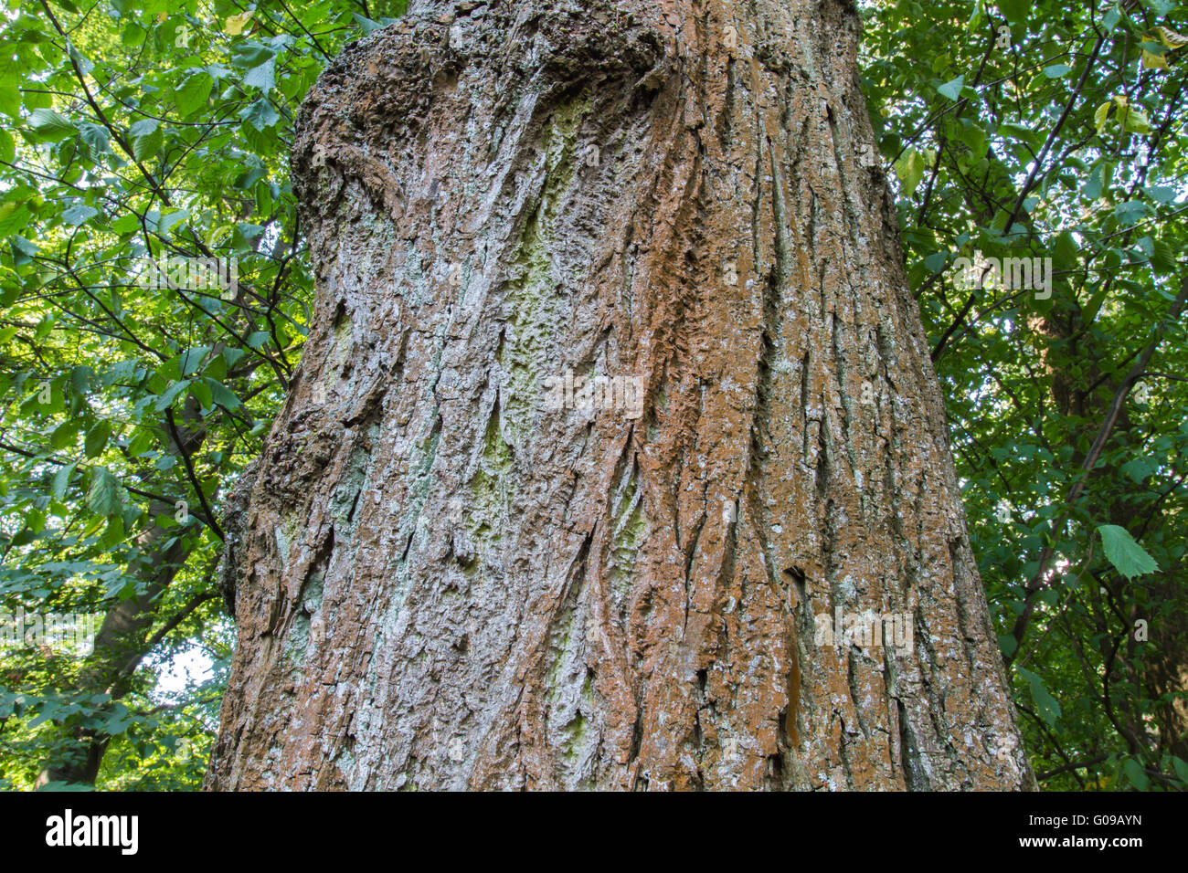 Tree trunk in vertical composition with green leaves Stock Photo - Alamy