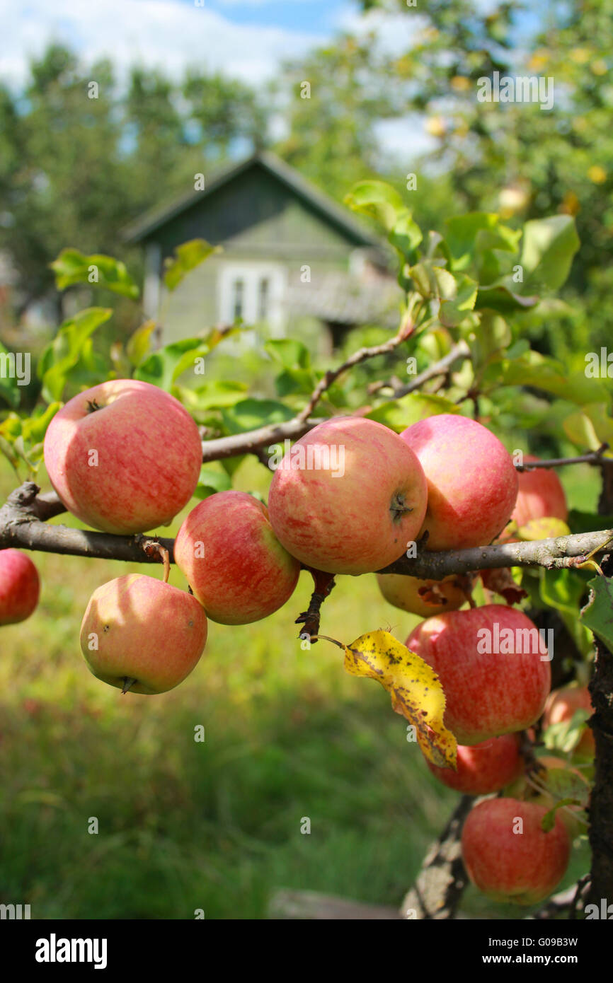 very tasty and ripe apples Stock Photo - Alamy