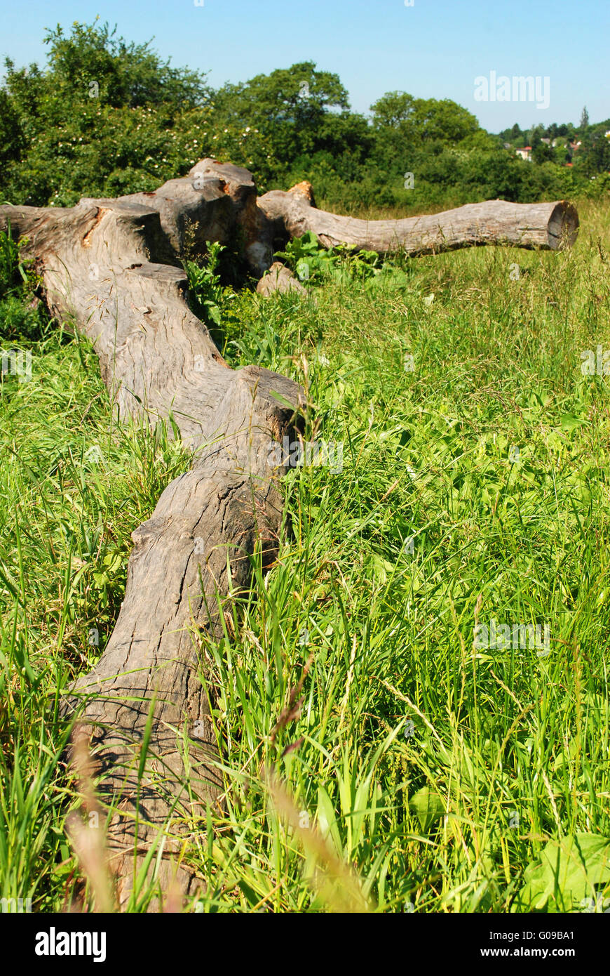 Knobby tree hi-res stock photography and images - Alamy